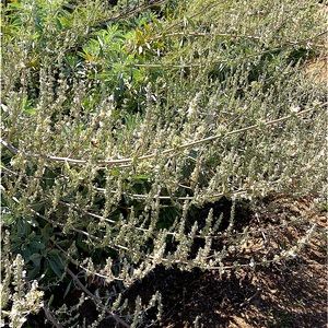 Hand Crafted | Accents | Balance Gift Set Handmade Feather Fan Art And ...